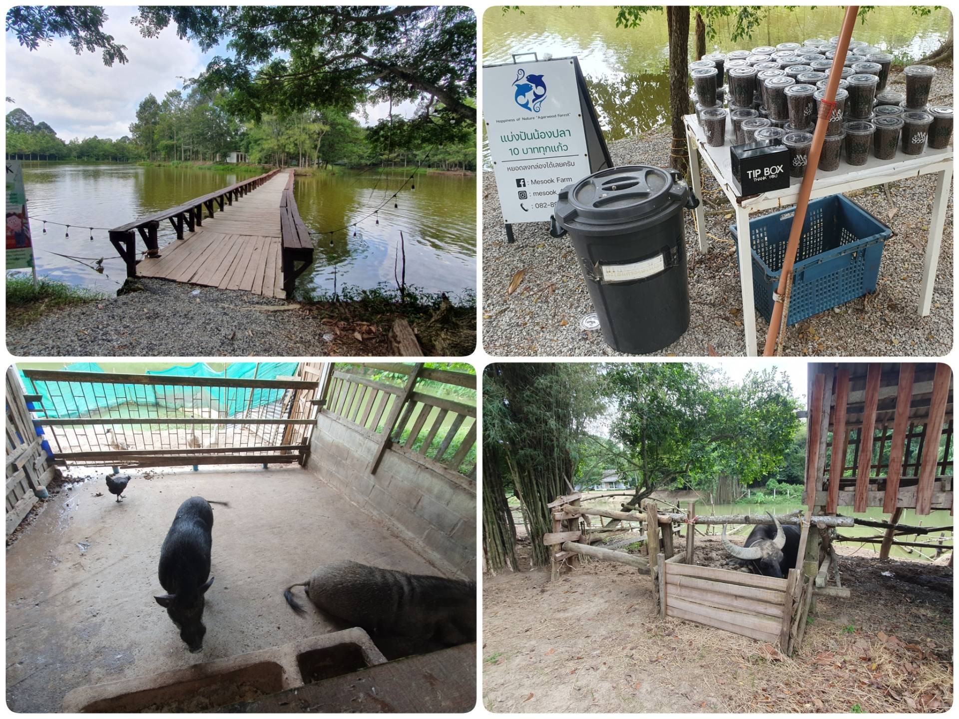 รูป Mesook Farm (มีสุข ฟาร์ม)