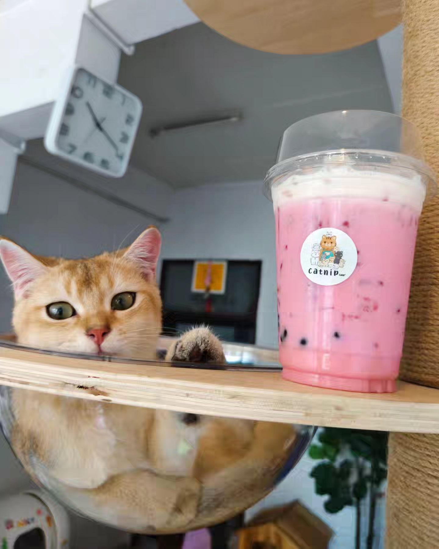 ร้าน Catnip Cafe | รีวิวร้านอาหาร