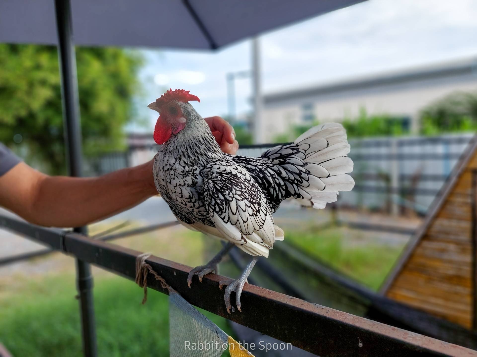 รูป All Weather Farm บางขุนเทียน-ชายทะเล ซอย20/1