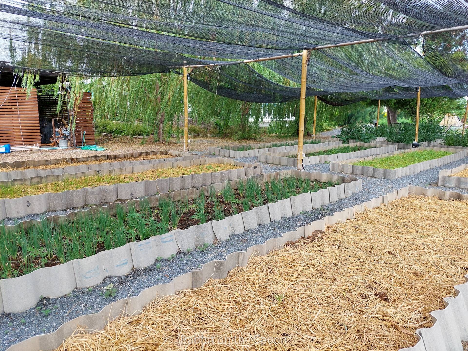 รูป All Weather Farm บางขุนเทียน-ชายทะเล ซอย20/1