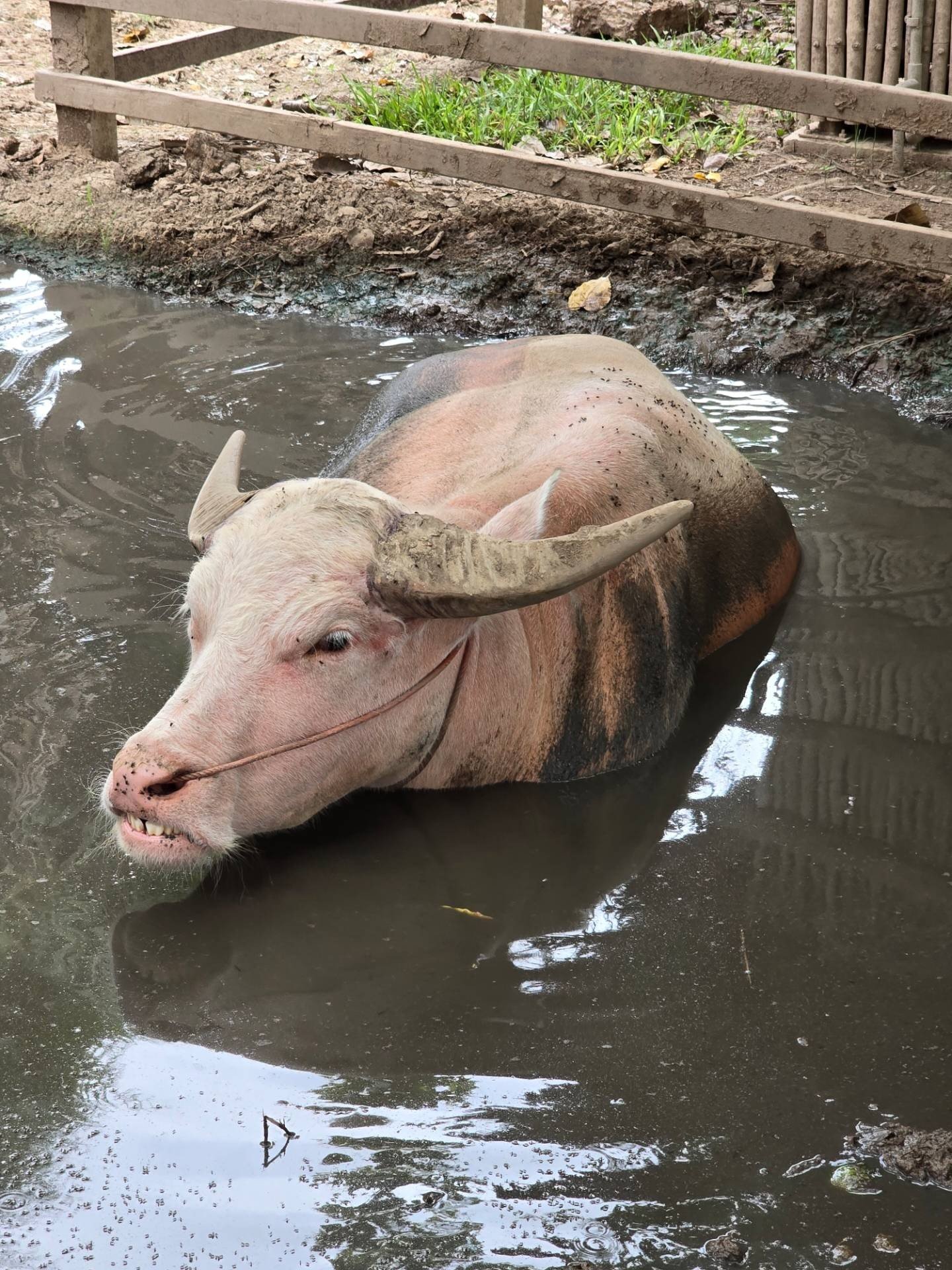 รีวิว The Buffalo Cafe' - Buffalo cafe คาเฟ่ต์ เมืองสมุทรสงคราม ที่ต้อง ...