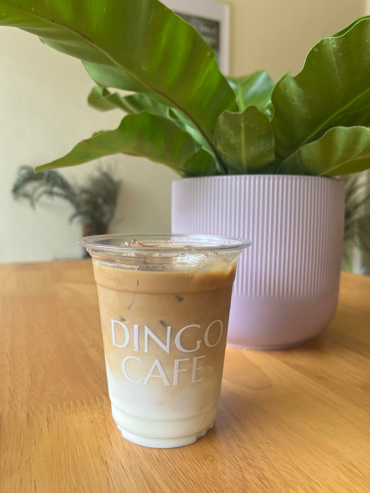 ร้าน Dingo cafe | รีวิวร้านอาหาร