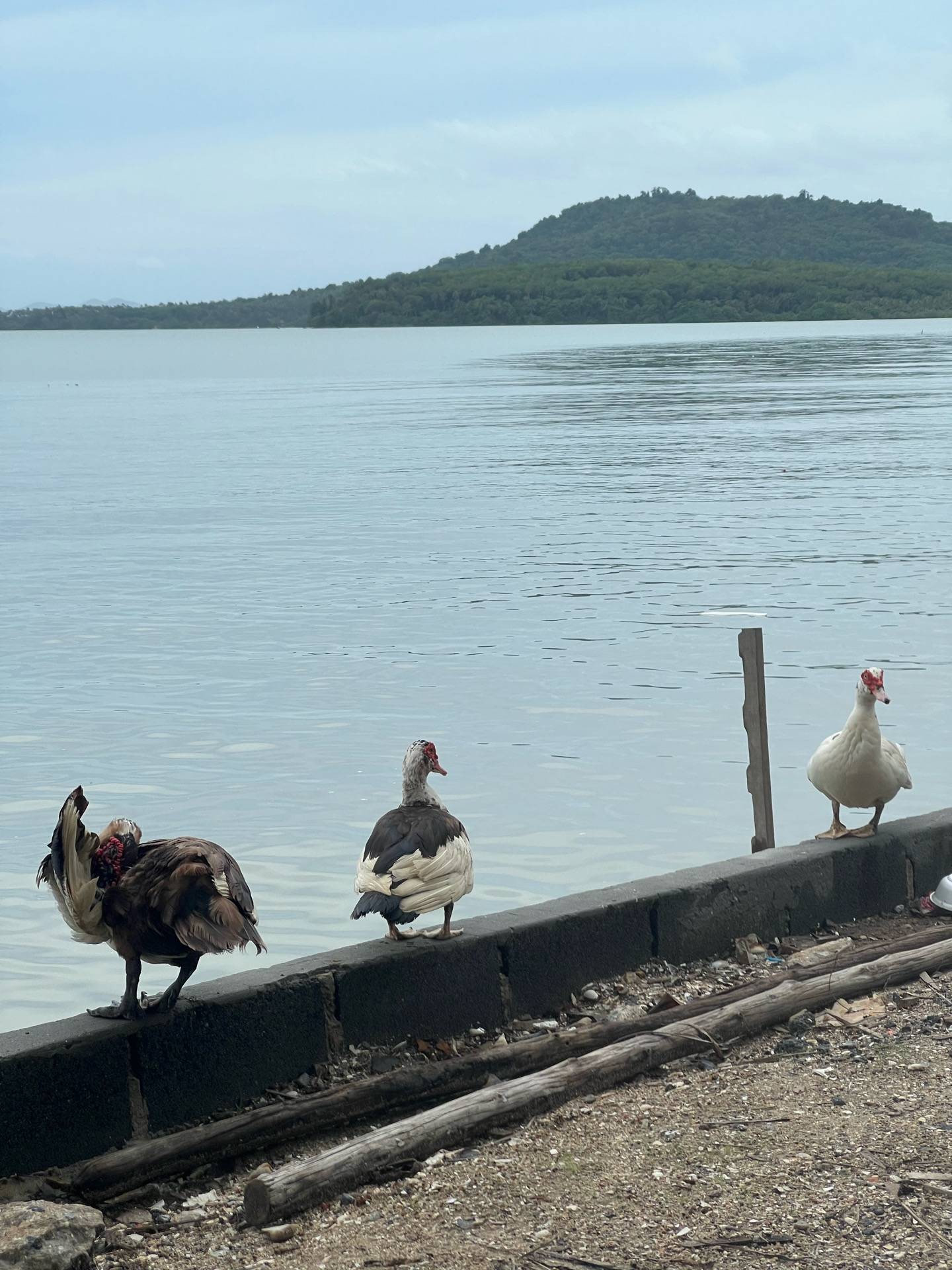 รูป The Cockle Farm