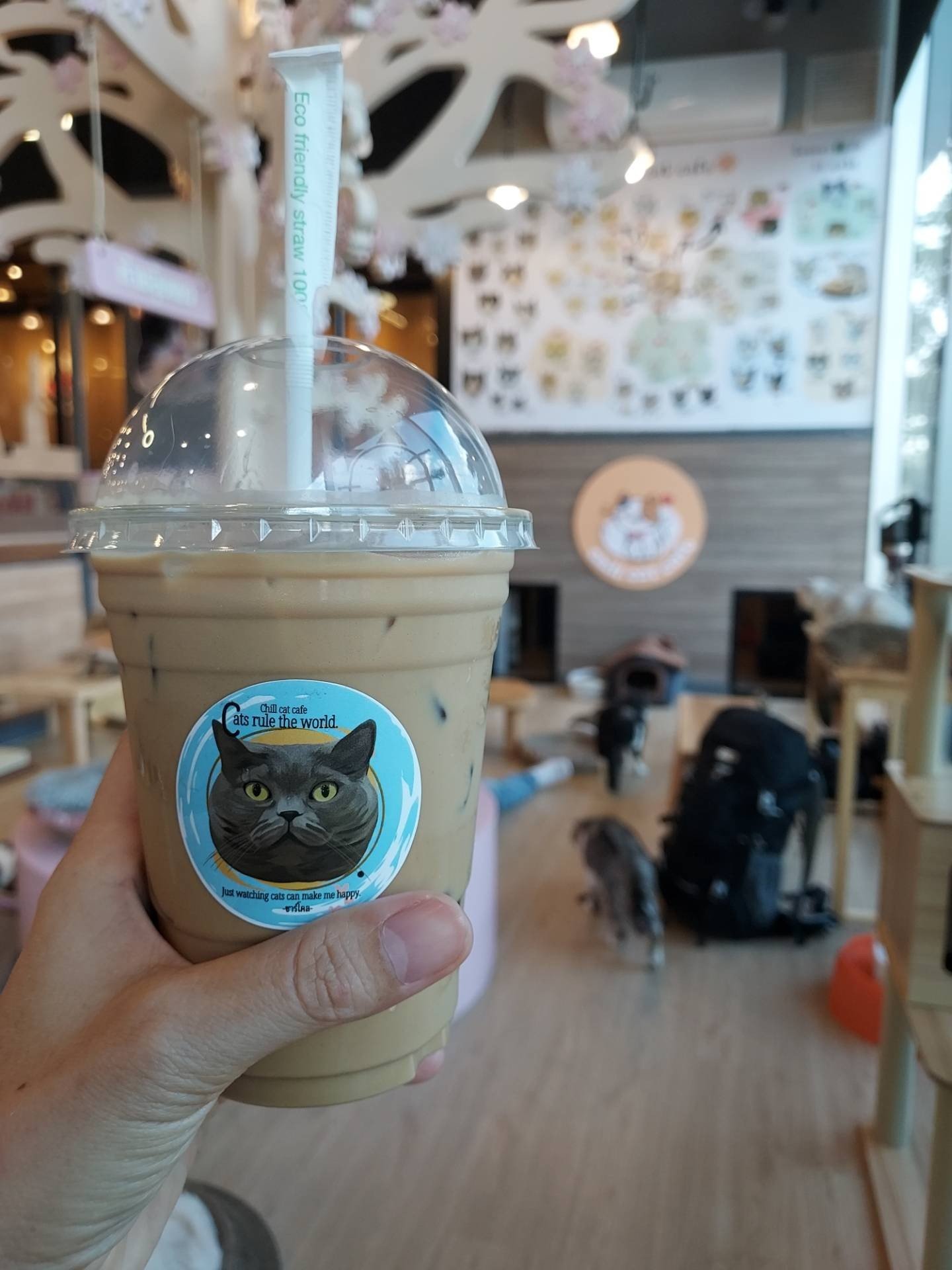 ร้าน Chill Cat Cafe Bravo BKK | รีวิวร้านอาหาร