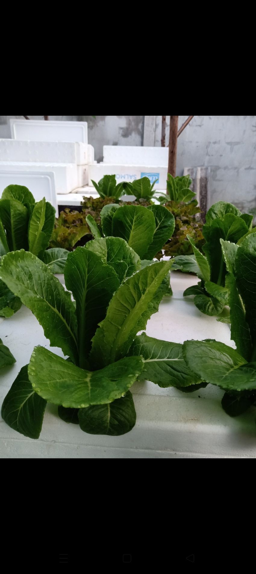 ร้าน ตูนผักสด สาขาตลาดนัดแยกอนันต์