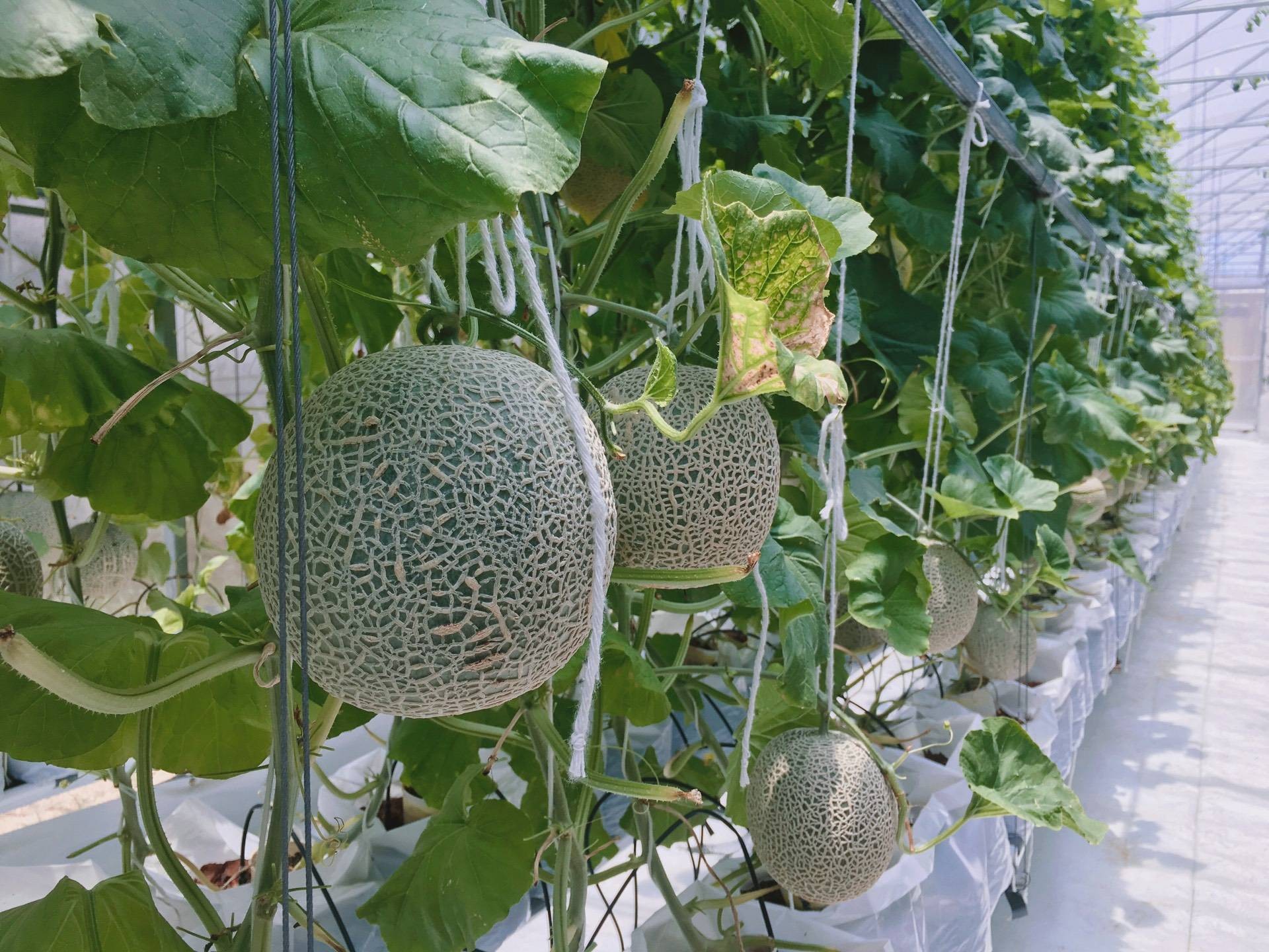 8 ร้านเปิดใหม่ เมืองสงขลา น่าไปลอง เมษายน 2017 - Wongnai