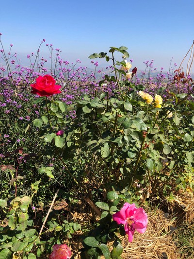 รูป GB Farm - Wongnai