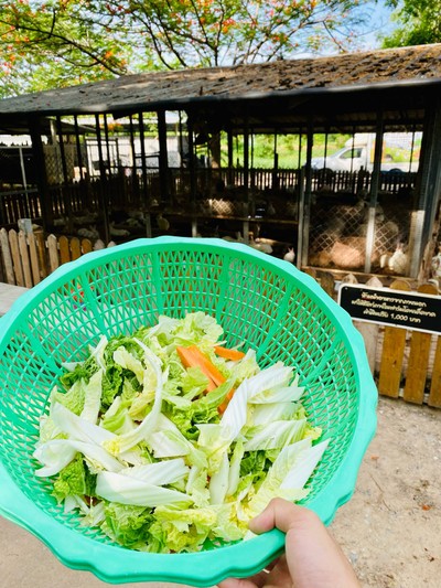 รูป Mini Murrah Farm ดอนทราย, บ้านโพธิ์