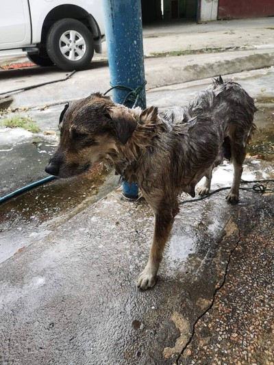 กำลังอาบน้ำให้เจ้าโอเลี้ยง • ร้านWorld dog มาอาบน้ำ ฉีดยาให้กับสุนัขของ ...
