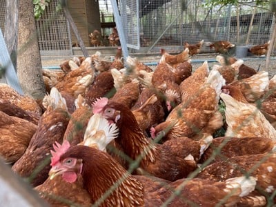 รูป All Weather Farm บางขุนเทียน-ชายทะเล ซอย20/1