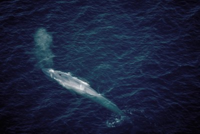 วาฬ 52hz ผู้สร้างแรงบันดาลใจ ตัวแทนของความรัก และความโดดเดี่ยว