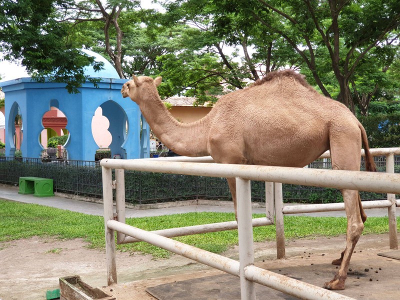 Camel Republic (สวนอูฐ ชะอำ) - รีวิวสถานที่ท่องเที่ยว