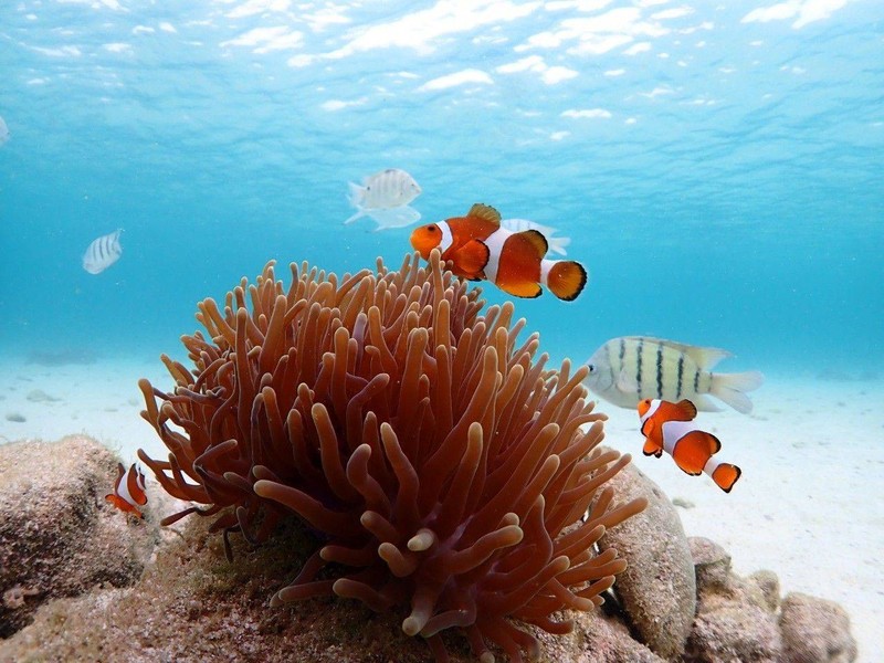 20 ที่เที่ยวสัตหีบ อิ่มใจทะเลสวยน้ำใส ดื่มด่ำธรรมชาติใกล้เมือง!